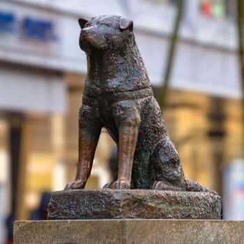 WHAT to Do in SHIBUYA (11 Things to Explore in the Vibrant Heart of ...