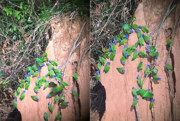 The Peruvian Amazon Rainforest - 3-Day Adventure Itinerary • Intrepid Scout