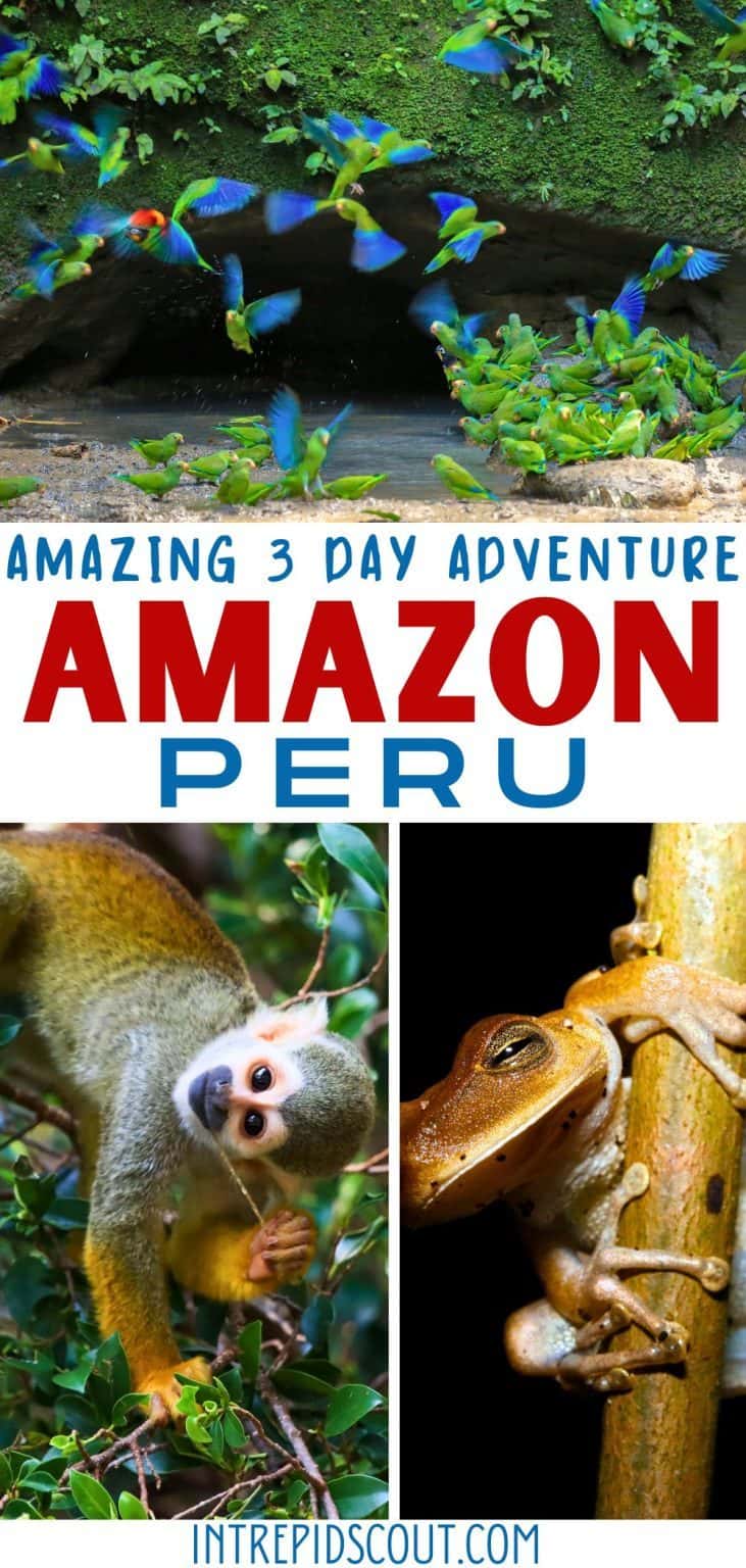 3-Day Adventure in the Amazon, Peru: Discover the Untamed Rainforest ...