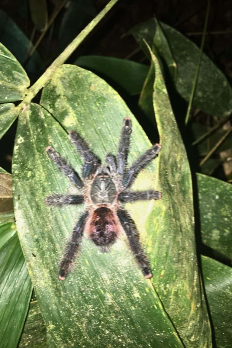 3-Day Adventure in the Amazon, Peru: Discover the Untamed Rainforest ...
