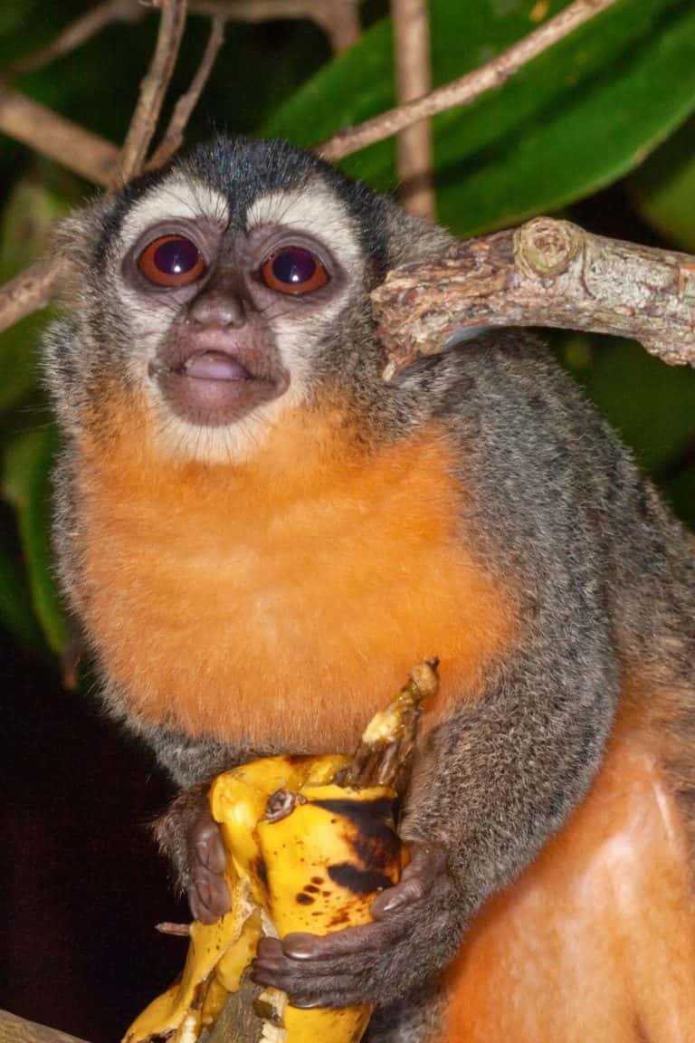 3-Day Adventure in the Amazon, Peru: Discover the Untamed Rainforest ...