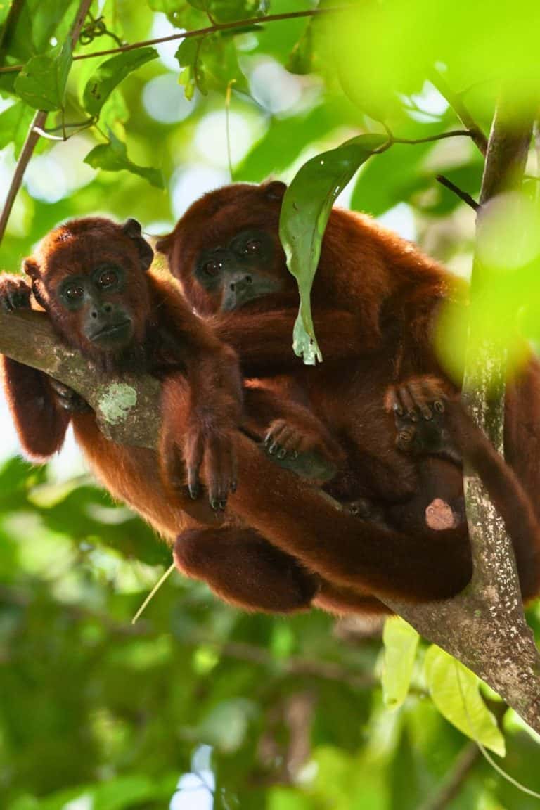 3-Day Adventure in the Amazon, Peru: Discover the Untamed Rainforest ...