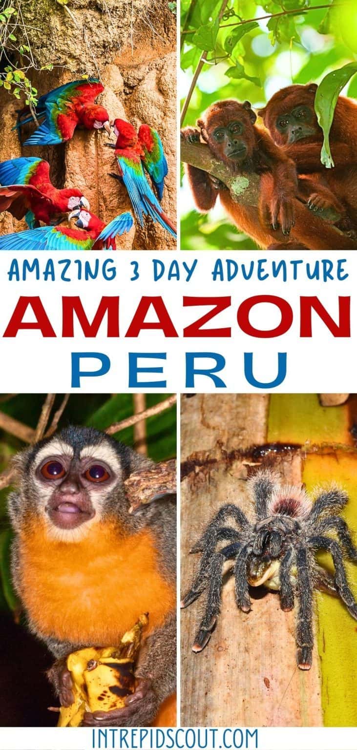 3-Day Adventure in the Amazon, Peru: Discover the Untamed Rainforest ...
