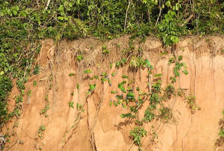 The Peruvian Amazon Rainforest - 3-Day Adventure Itinerary • Intrepid Scout