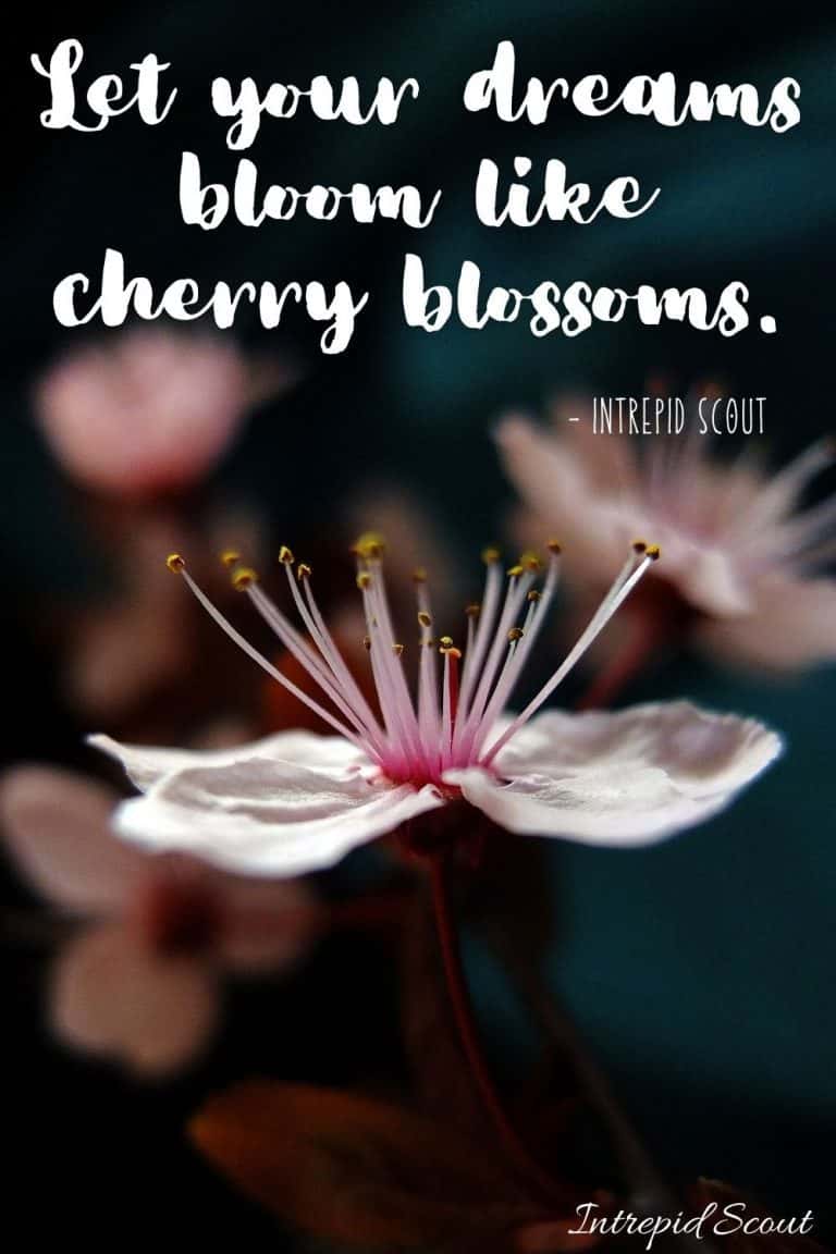 165 Beautiful CHERRY BLOSSOM QUOTES and CAPTIONS for Instagram ...