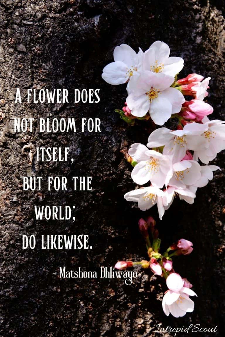 165 Beautiful CHERRY BLOSSOM QUOTES and CAPTIONS for Instagram ...