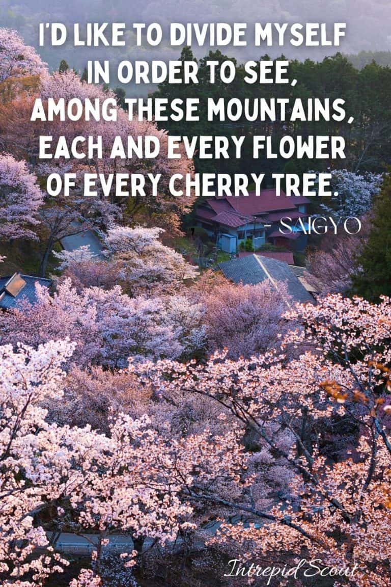 165 Beautiful CHERRY BLOSSOM QUOTES and CAPTIONS for Instagram ...
