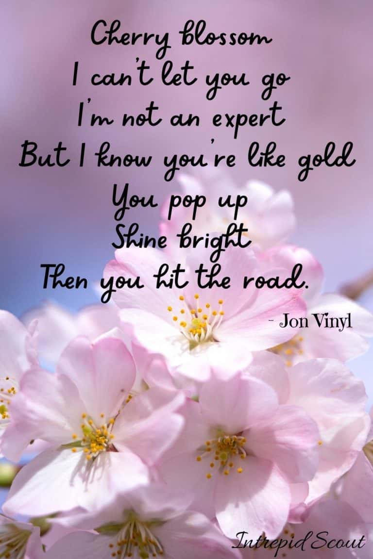 165 Beautiful CHERRY BLOSSOM QUOTES and CAPTIONS for Instagram ...