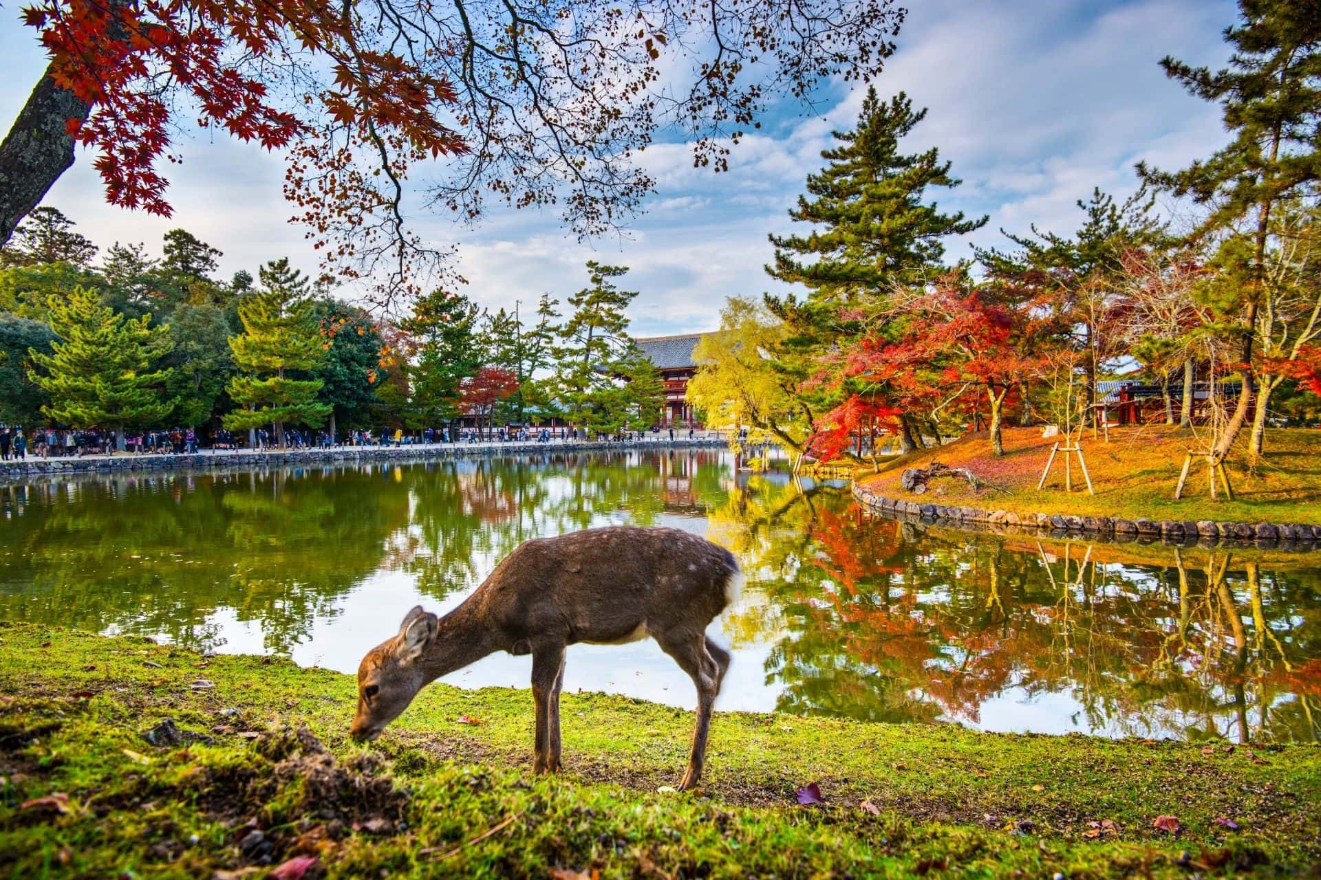 Perfect One Day in NARA, Japan (Itinerary+Maps+Useful Tips) • Intrepid ...
