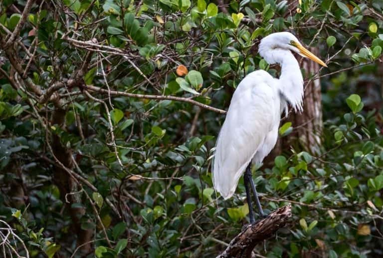 16 Best Things to Do in BIG CYPRESS National Preserve (Maps+Useful Tips ...