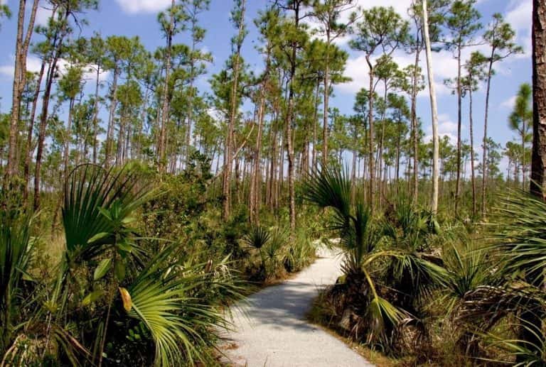 EVERGLADES National Park in ONE DAY (9 Amazing Things You Can't Miss ...