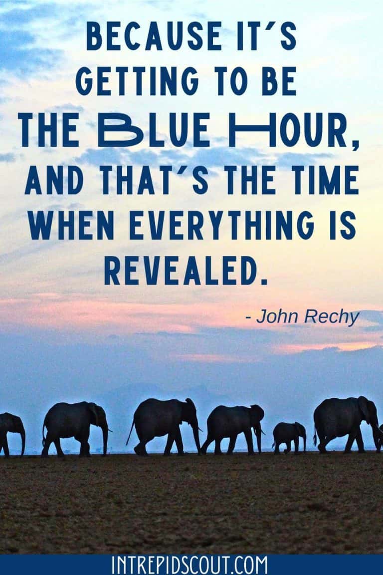 181 Golden Hour Captions and Quotes Celebrating the Magical Time ...