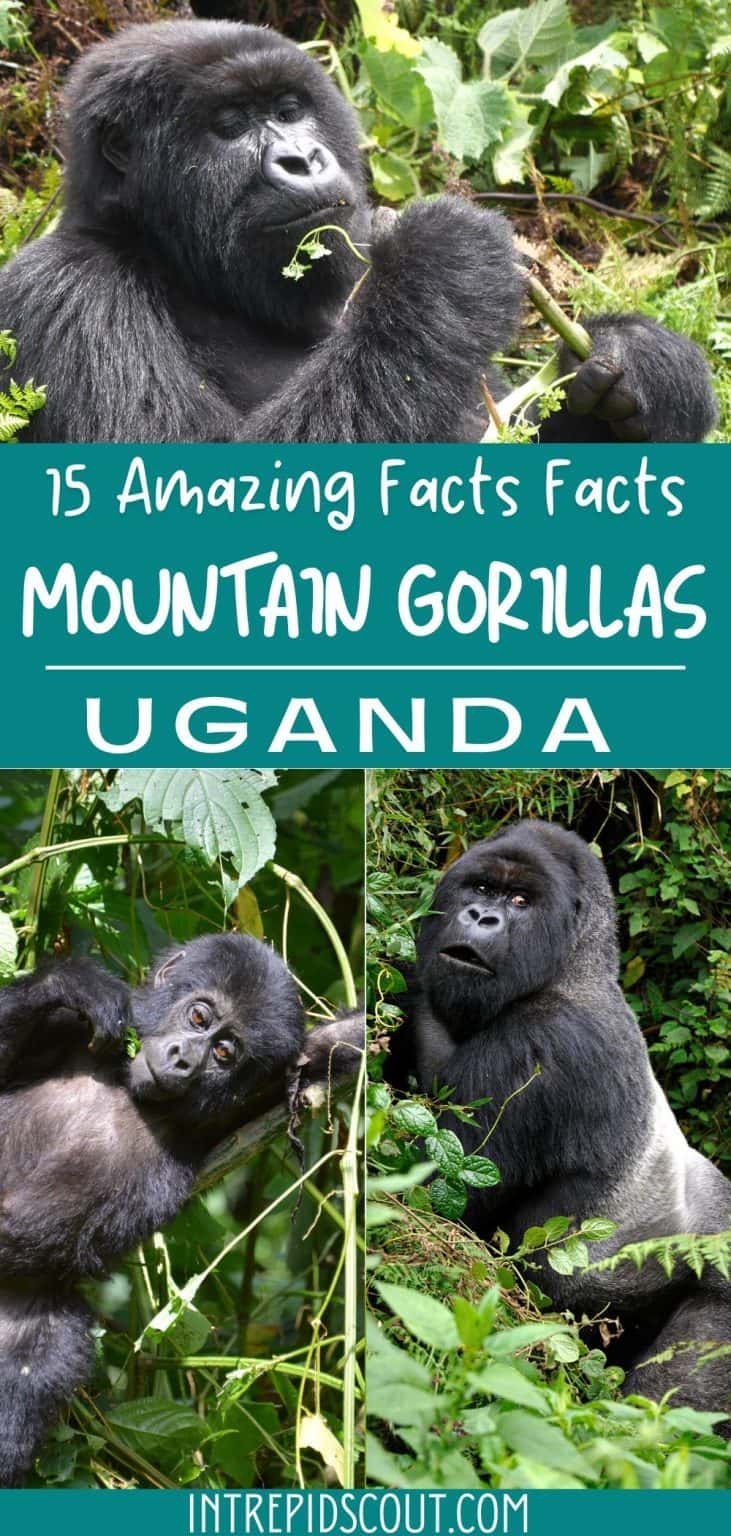 15 Fascinating FACTS about MOUNTAIN GORILLAS in UGANDA (Read Before ...