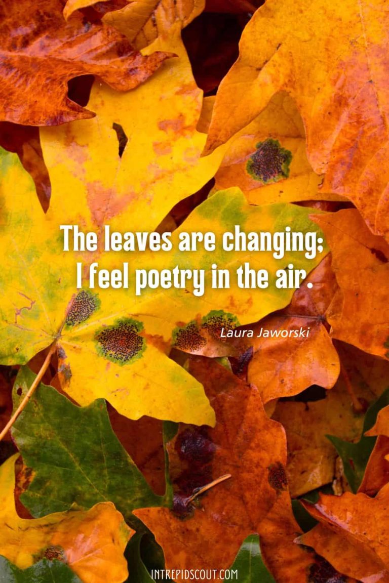 33 Changing Leaves Quotes That Celebrate the Beauty of Fall • Intrepid ...