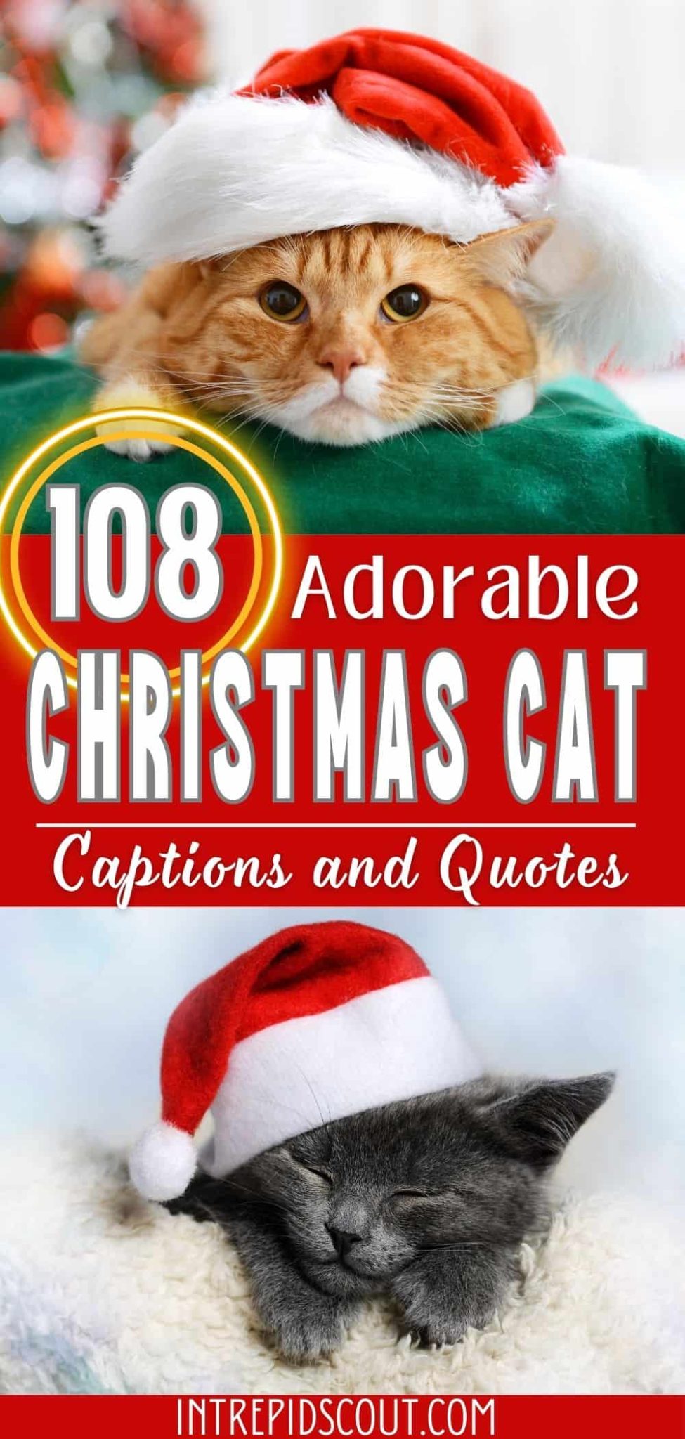 108 Charming Christmas Cat Captions and Quotes • Intrepid Scout