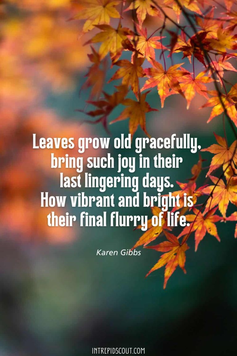 33 Changing Leaves Quotes That Celebrate the Beauty of Fall • Intrepid ...