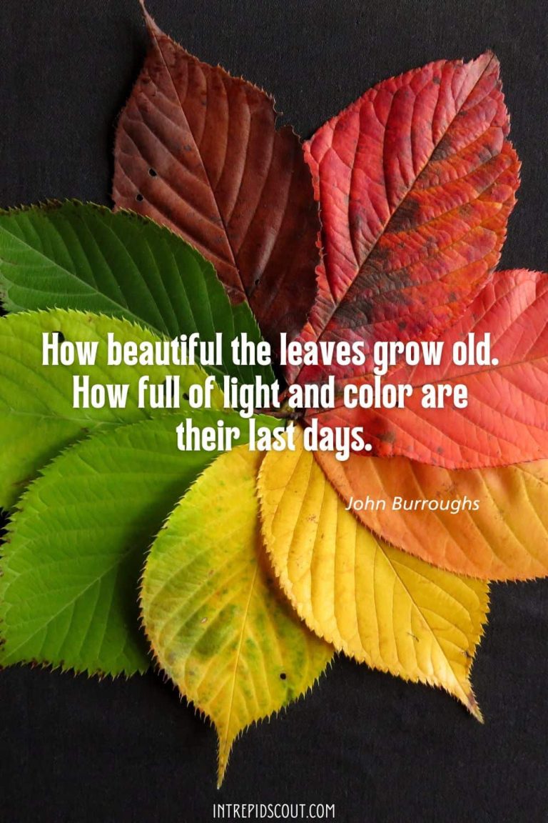33 Changing Leaves Quotes That Celebrate the Beauty of Fall • Intrepid ...