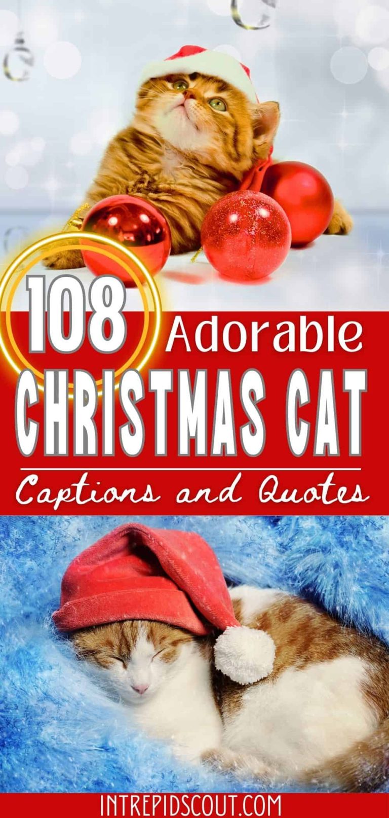 108 Charming Christmas Cat Captions and Quotes • Intrepid Scout