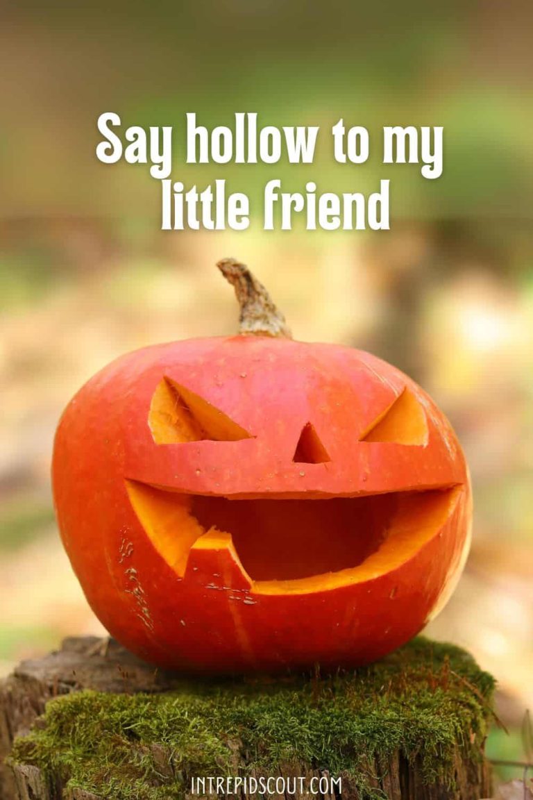 104 Delightful Pumpkin Captions and Quotes to Celebrate Fall • Intrepid ...