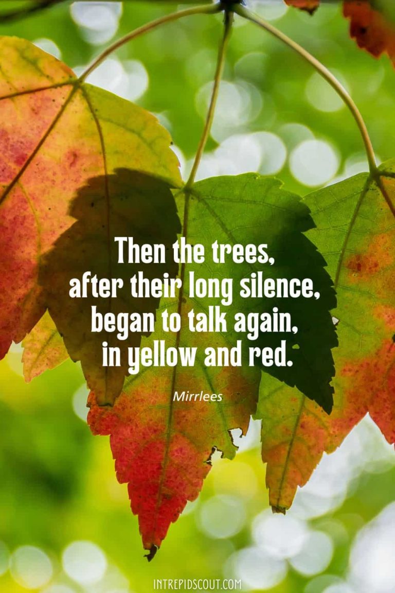 33 Changing Leaves Quotes That Celebrate the Beauty of Fall • Intrepid ...