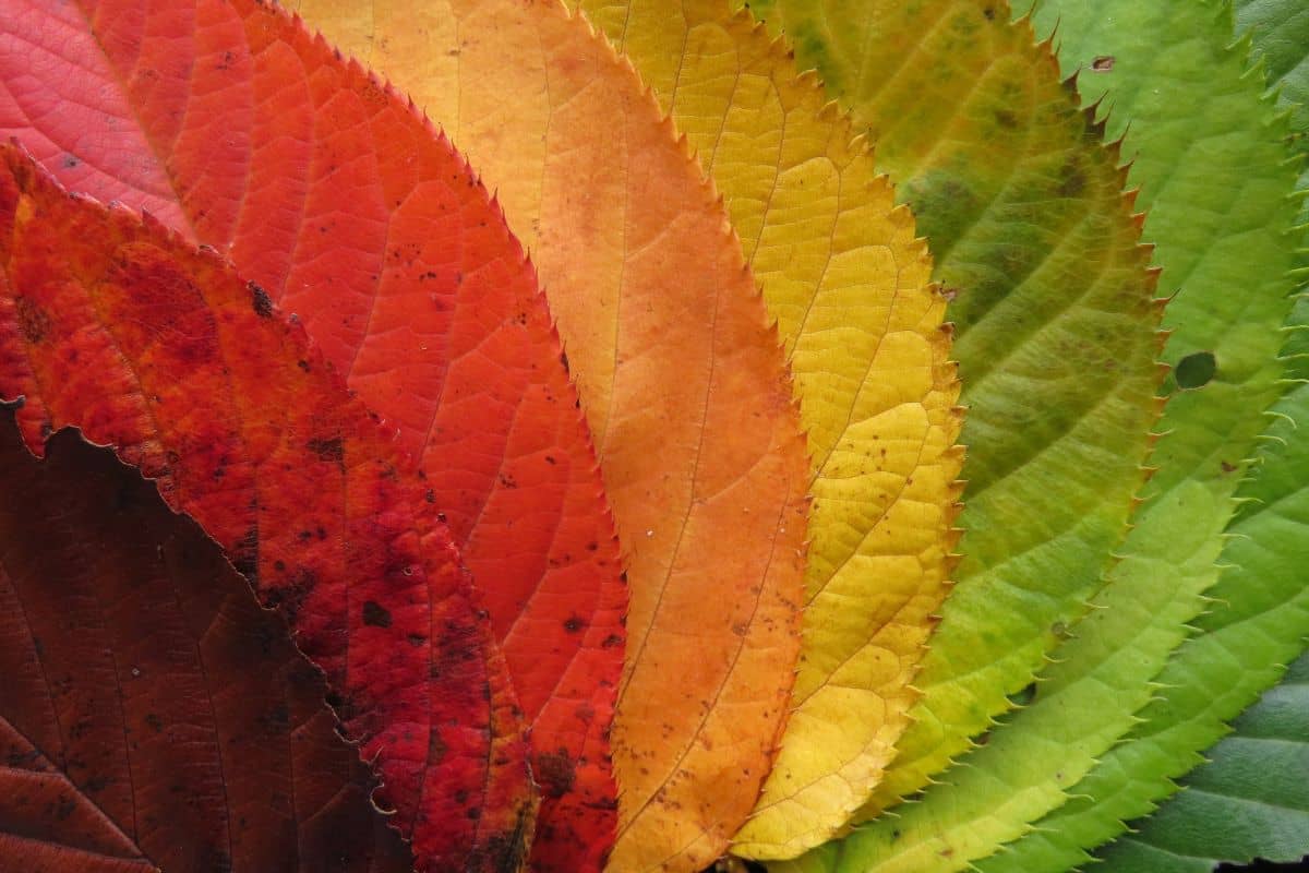 33 Changing Leaves Quotes That Celebrate the Beauty of Fall • Intrepid ...