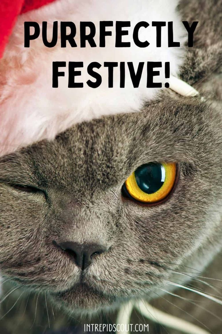 108 Charming Christmas Cat Captions and Quotes • Intrepid Scout