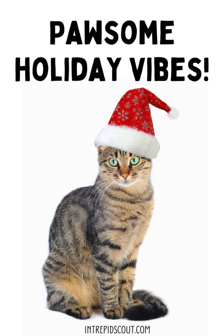 108 Charming Christmas Cat Captions and Quotes • Intrepid Scout