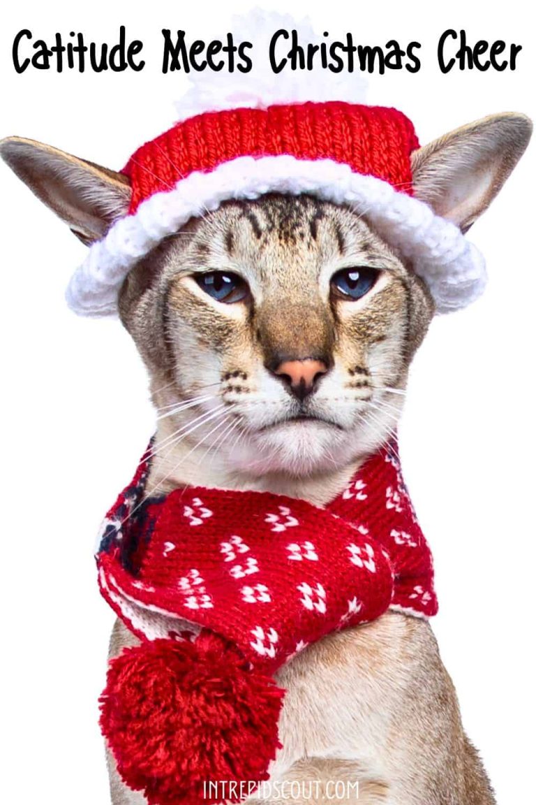 108 Charming Christmas Cat Captions and Quotes • Intrepid Scout