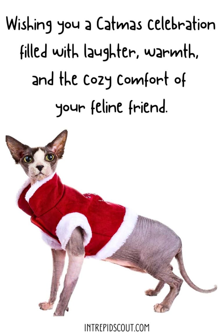 108 Charming Christmas Cat Captions and Quotes • Intrepid Scout