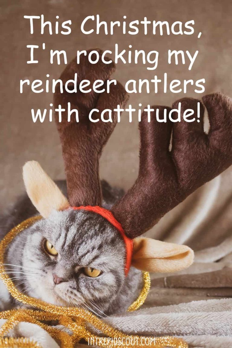 108 Charming Christmas Cat Captions and Quotes • Intrepid Scout