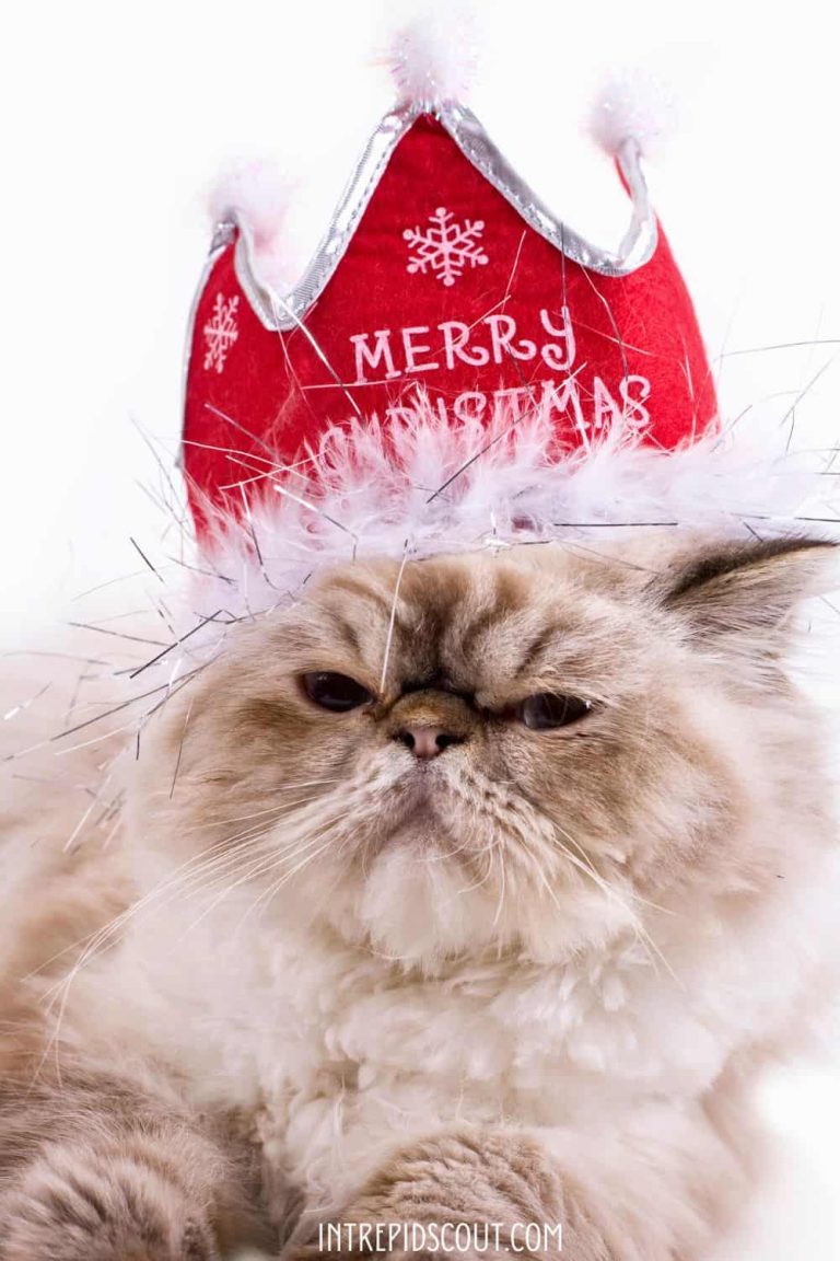 108 Charming Christmas Cat Captions and Quotes • Intrepid Scout
