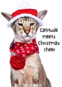 108 Charming Christmas Cat Captions and Quotes • Intrepid Scout