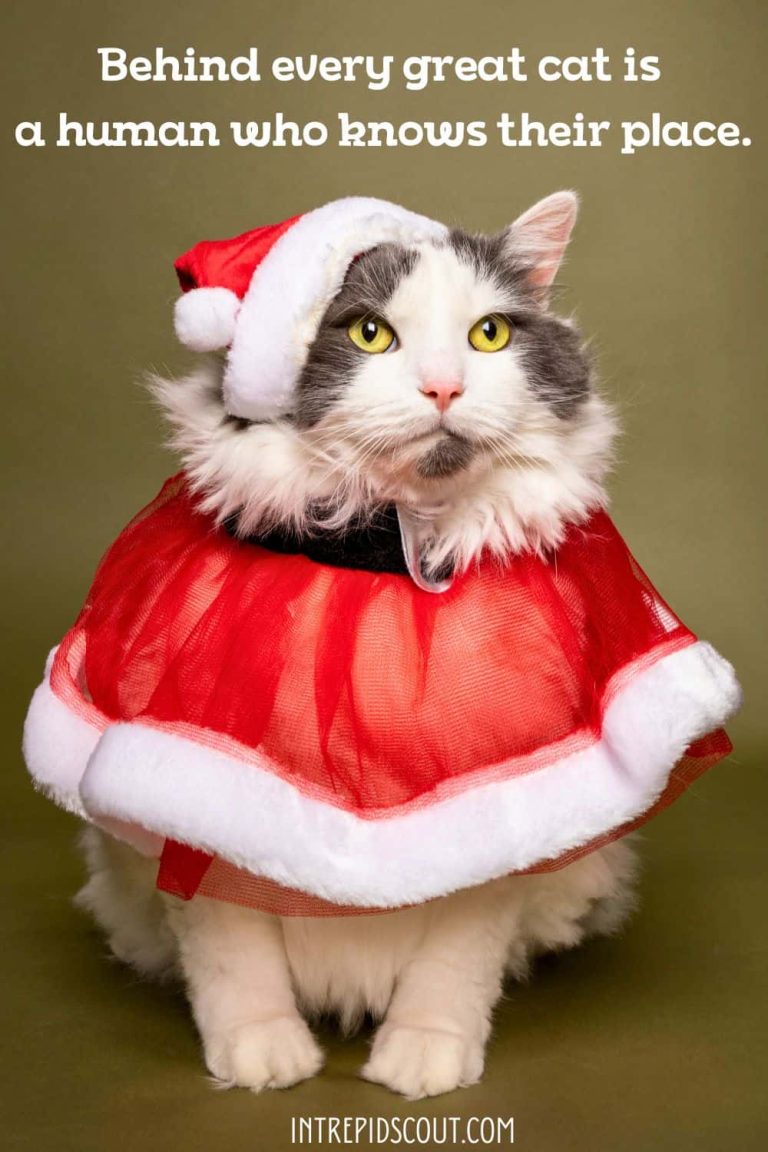 108 Charming Christmas Cat Captions and Quotes • Intrepid Scout