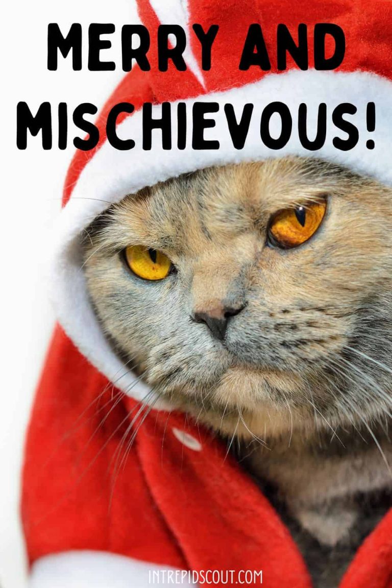 108 Charming Christmas Cat Captions and Quotes • Intrepid Scout