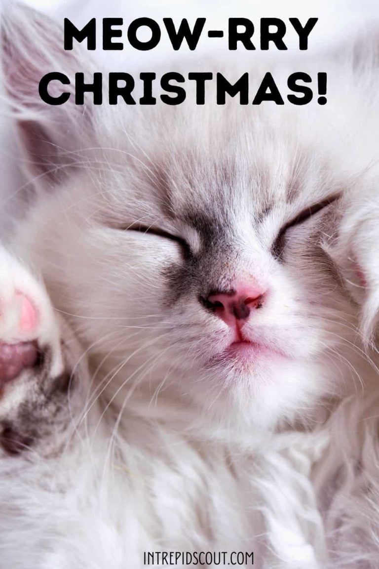 108 Charming Christmas Cat Captions and Quotes • Intrepid Scout