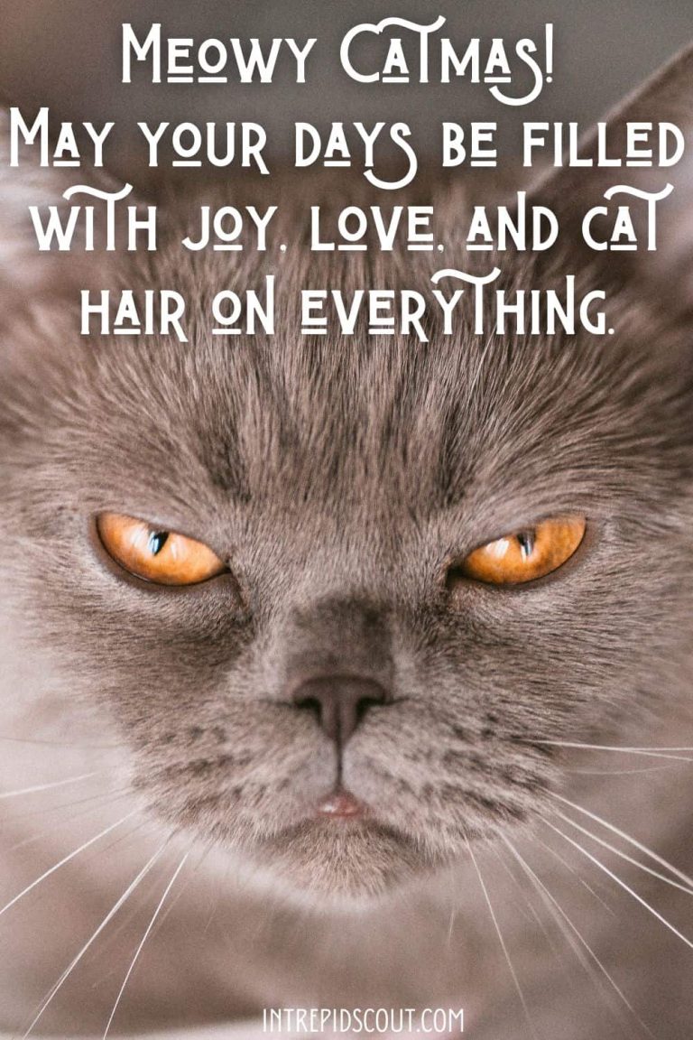 108 Charming Christmas Cat Captions and Quotes • Intrepid Scout