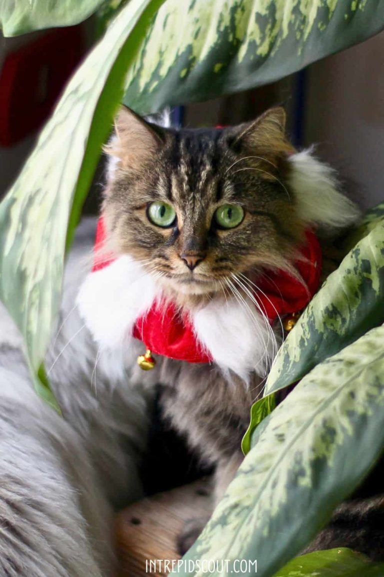 108 Charming Christmas Cat Captions and Quotes • Intrepid Scout