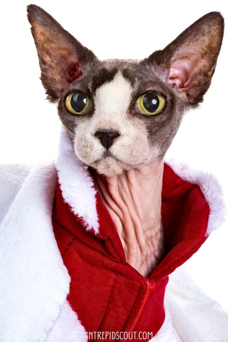 108 Charming Christmas Cat Captions and Quotes • Intrepid Scout