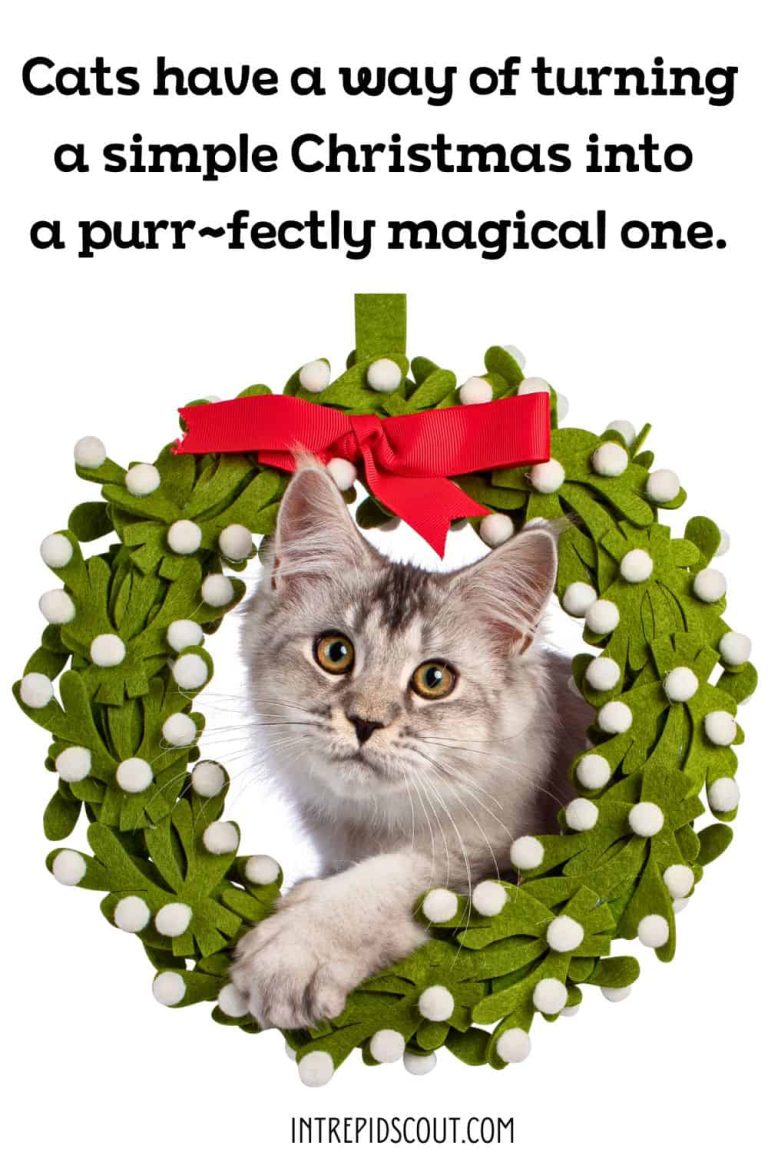 108 Charming Christmas Cat Captions and Quotes • Intrepid Scout