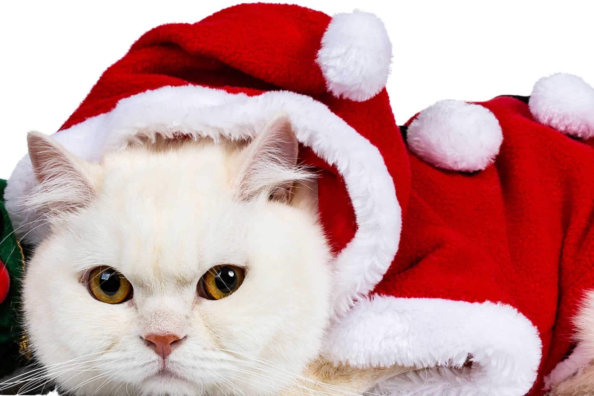 108 Charming Christmas Cat Captions and Quotes • Intrepid Scout