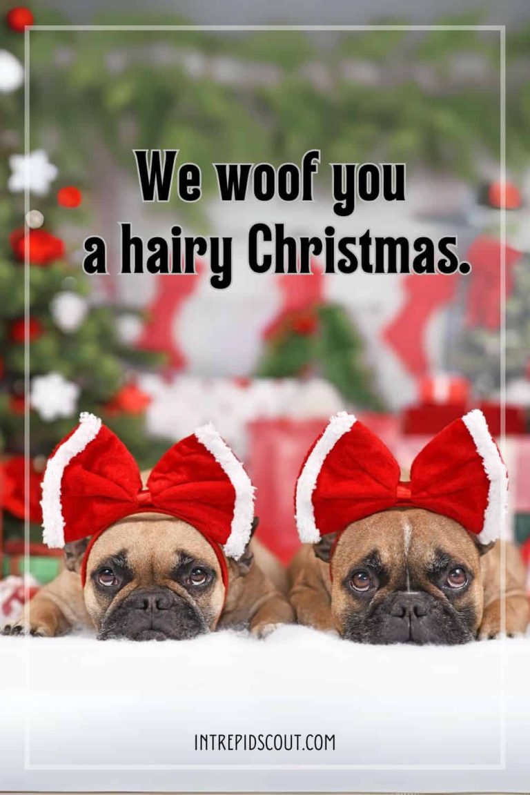 233 Adorable Christmas Dog Captions for Howl-iday Cheer • Intrepid Scout