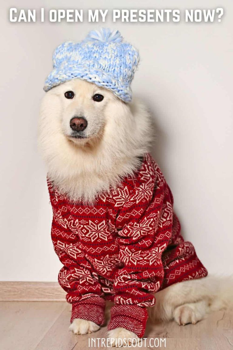 233 Adorable Christmas Dog Captions for Howl-iday Cheer • Intrepid Scout