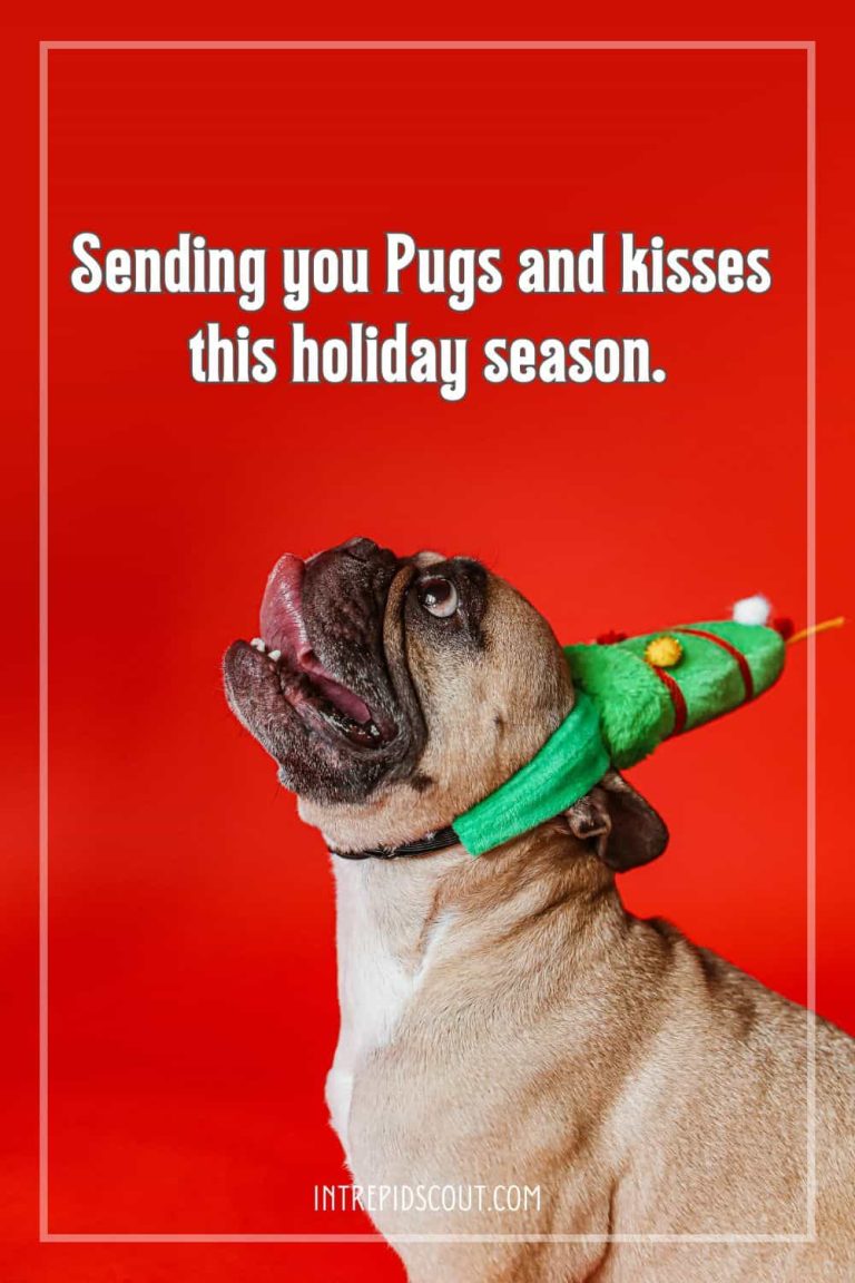 233 Adorable Christmas Dog Captions for Howl-iday Cheer • Intrepid Scout