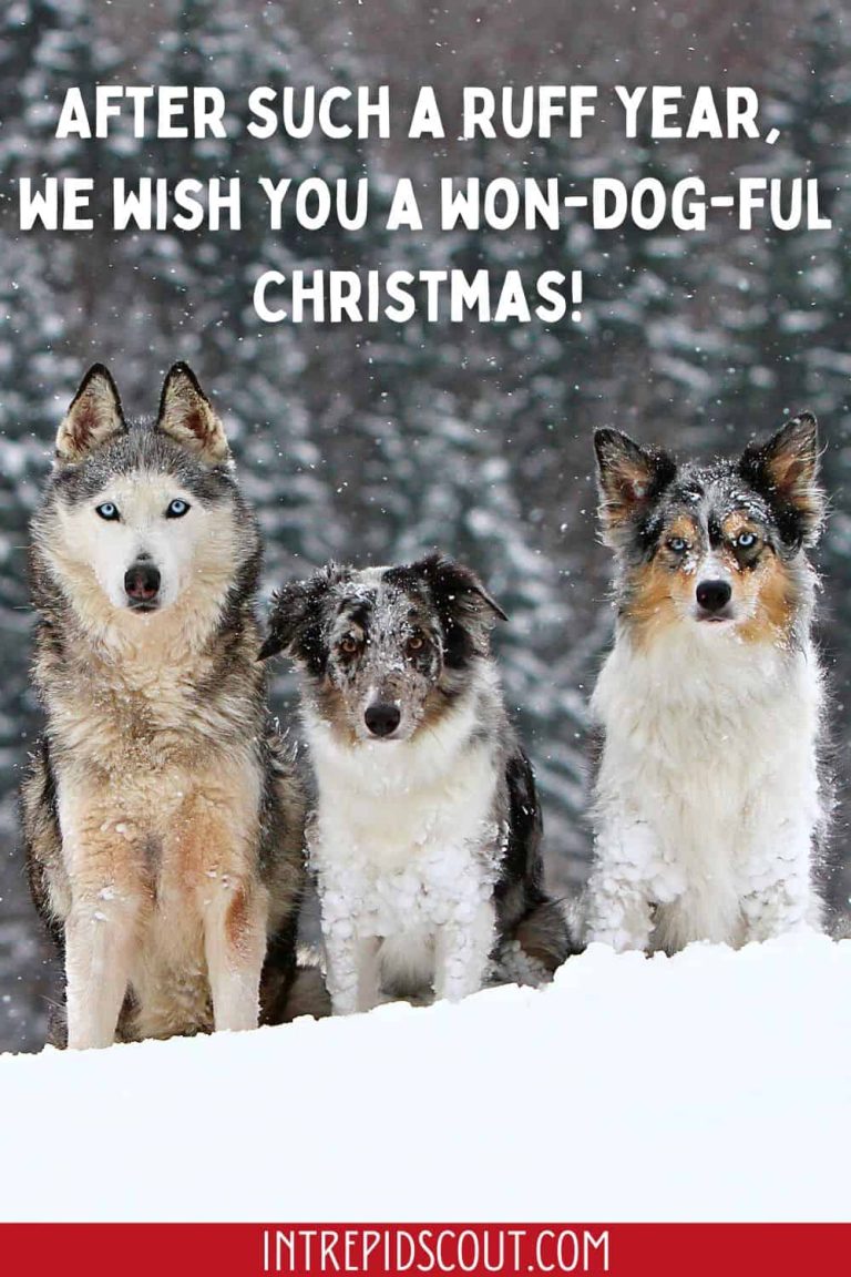 233 Adorable Christmas Dog Captions for Howl-iday Cheer • Intrepid Scout