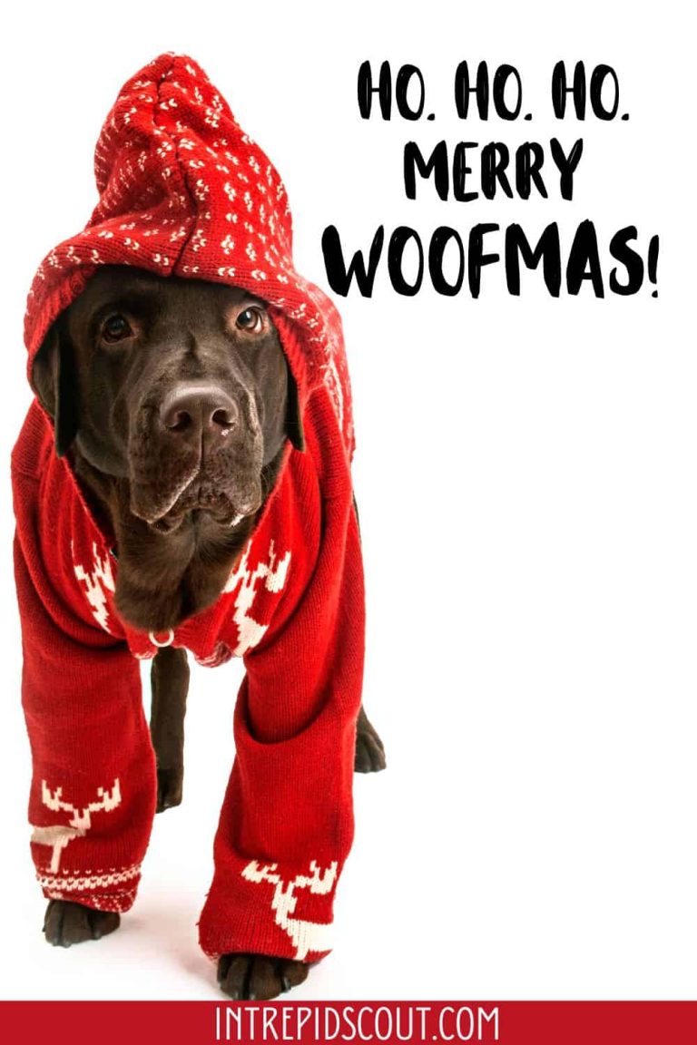 233 Adorable Christmas Dog Captions for Howl-iday Cheer • Intrepid Scout