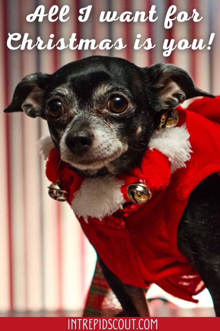 233 Adorable Christmas Dog Captions for Howl-iday Cheer • Intrepid Scout