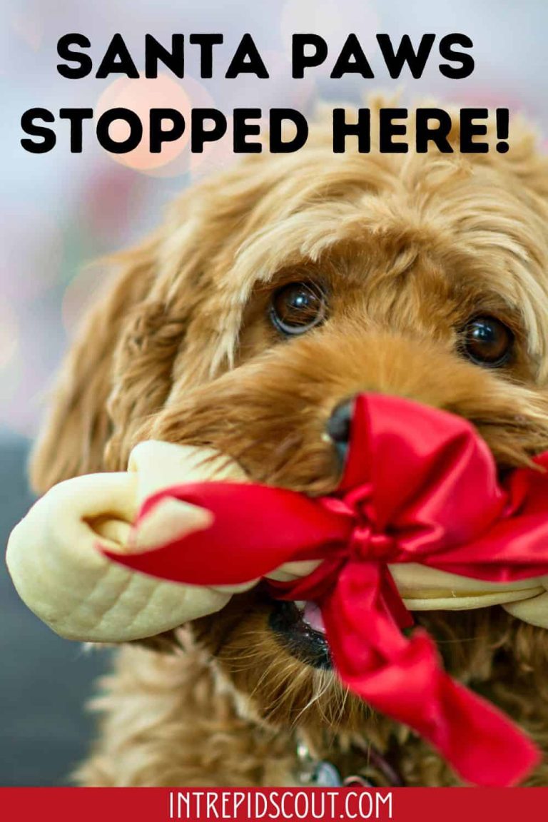 233 Adorable Christmas Dog Captions for Howl-iday Cheer • Intrepid Scout
