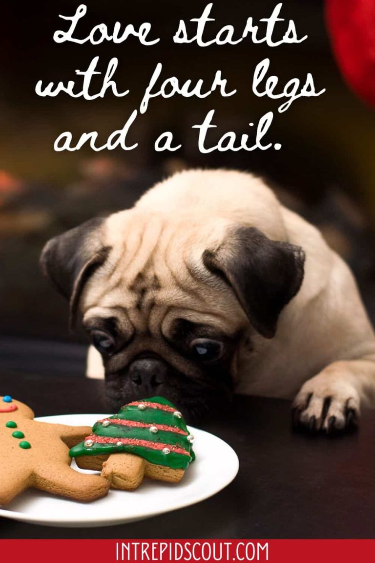 233 Adorable Christmas Dog Captions for Howl-iday Cheer • Intrepid Scout