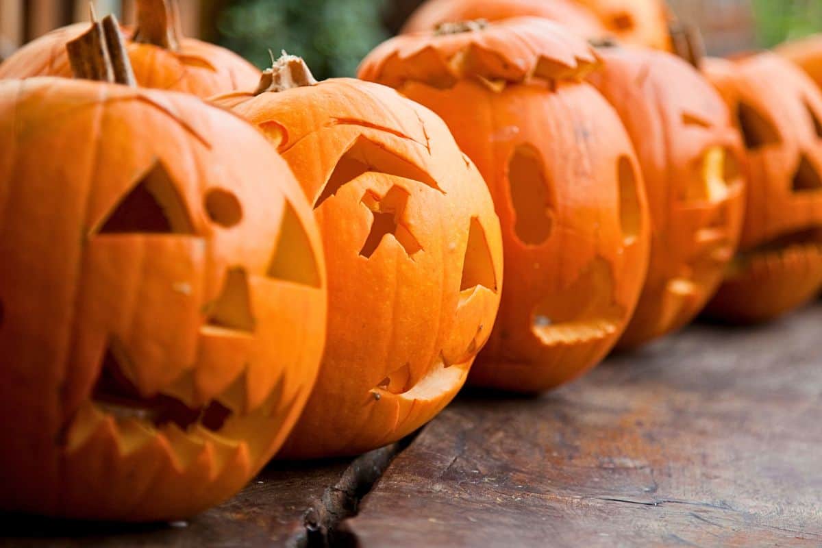 104 Delightful Pumpkin Captions and Quotes to Celebrate Fall • Intrepid ...