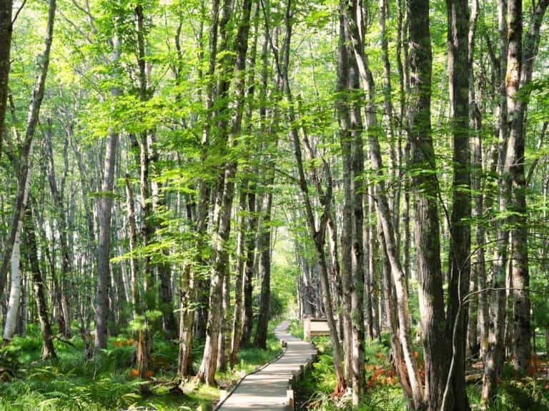 23 Best Stops on Acadia Loop Road (Maps+Useful Tips) • Intrepid Scout